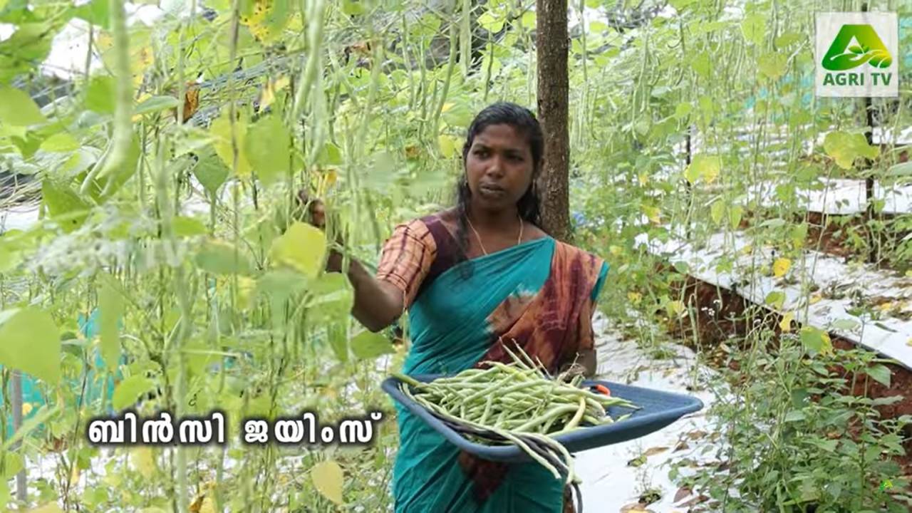 കൃഷിയിലൂടെ ജീവിത പ്രതിസന്ധികളെ അതിജീവിച്ച ബിൻസി ജയിംസിന്റെ ഹരിത ഗാഥ