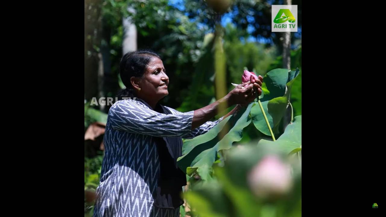 താമര കൃഷിയിൽ അനുകരണീയ മാതൃകയൊരുക്കിയ വീട്ടമ്മ