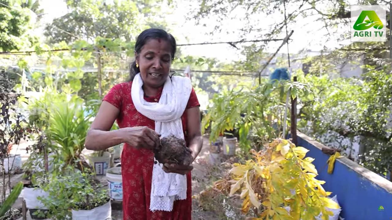 ലളിത ചേച്ചിക്ക് കൃഷി ചെയ്യാൻ വെറും ഒരു സെന്റ് മതി!