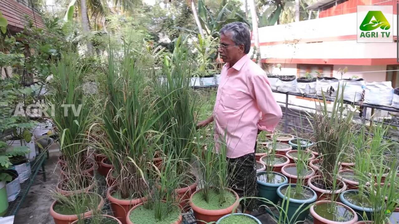 മട്ടുപ്പാവിൽ നെല്ല് വരെ കൃഷി ചെയ്യാം, കൃഷിയിൽ നേട്ടം കൊയ്ത് രവീന്ദ്രൻ സാർ